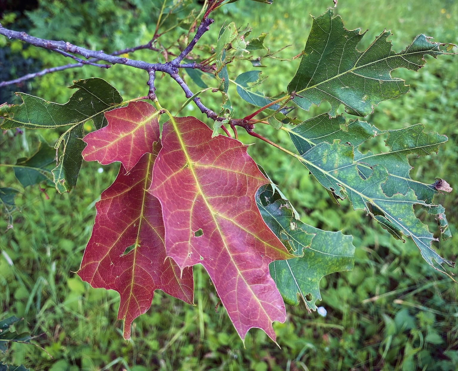 It’s summer – why are my oak tree leaves red?? – Extension Dodge County