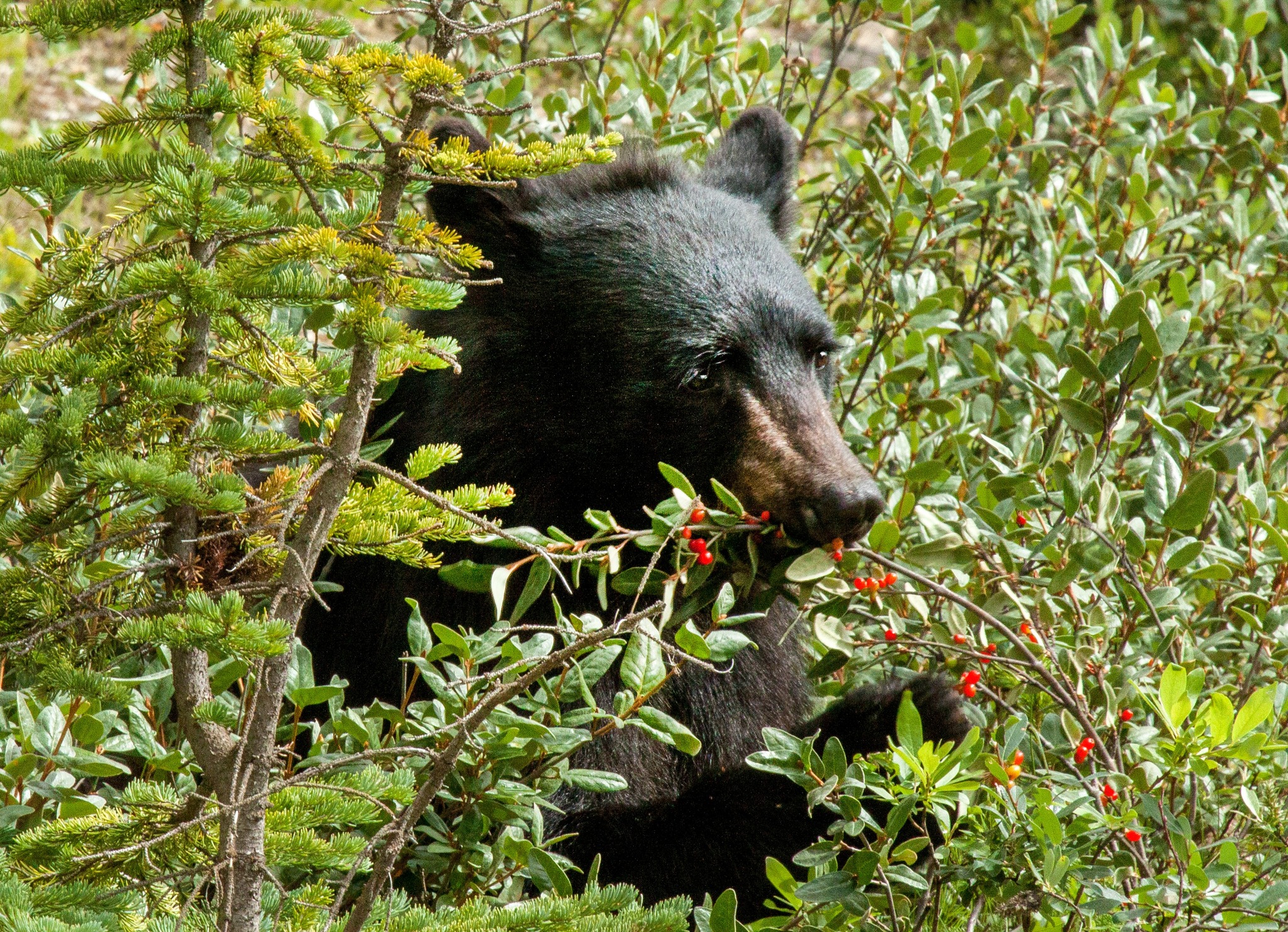 Hungry for some bear knowledge? – Extension Dodge County
