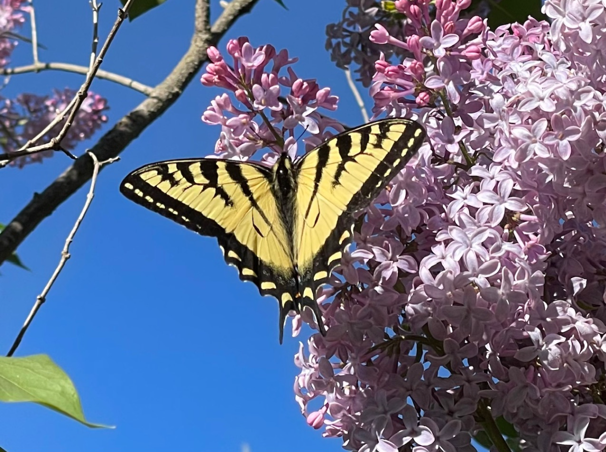 What’s on your gardening checklist this week?🍓🌻🌶🌱 – Extension Dodge County
